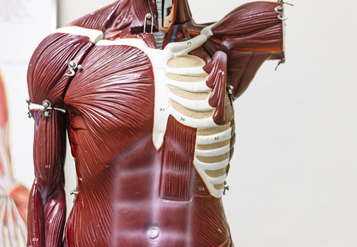 Best Apps To Learn Anatomy From IPhone Gearrice